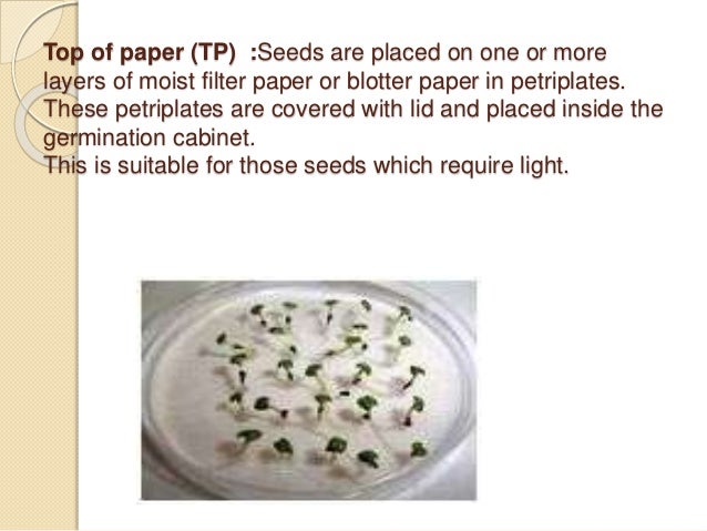Seed Testing for Germination