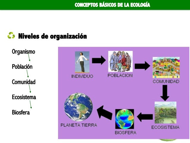 Principios y conceptos básicos de la ecología