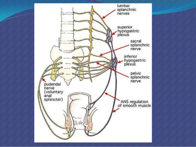 Surgical Anatomy Of Prostate