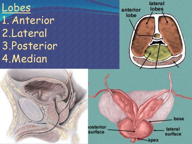 Surgical Anatomy Of Prostate
