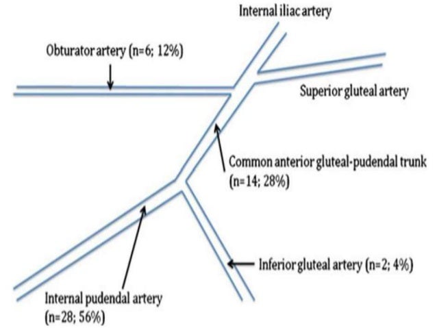Prostate Anatomy