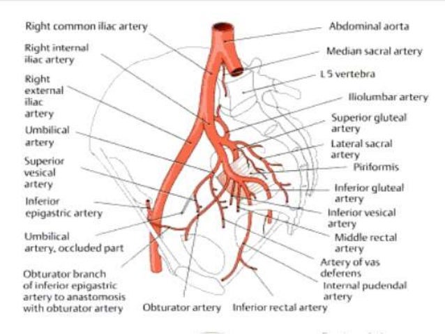 Prostate Anatomy