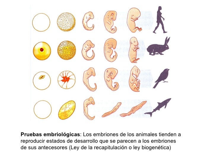 Pruebas evolución