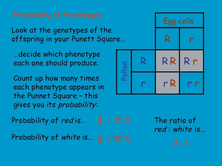 Genotype Vs Phenotype Punnett Square