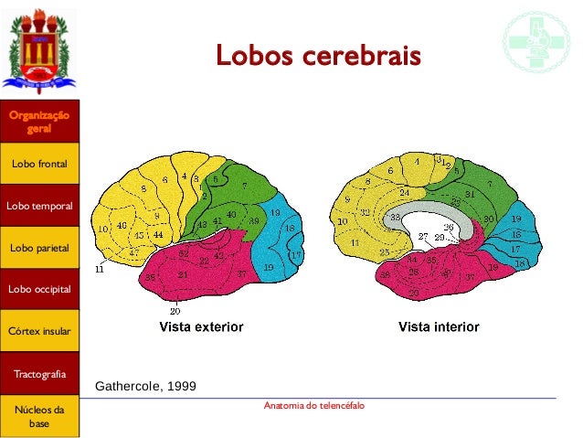 Anatomia do telencéfalo