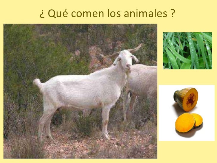 Que Comen Los Animales