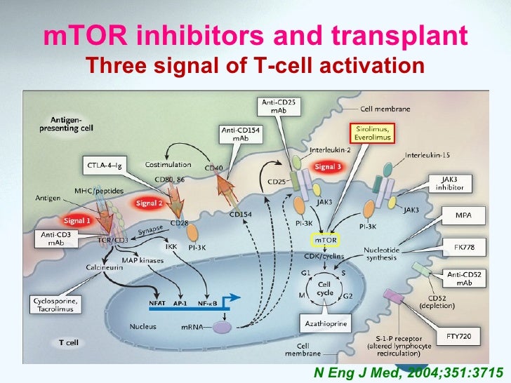 mTOR inhibitor in cancer