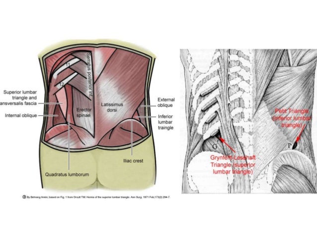 Lumbar triangle(Petit’s triangle) and it’s anatomical characteristics