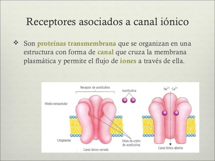 Receptores y transducción de señales