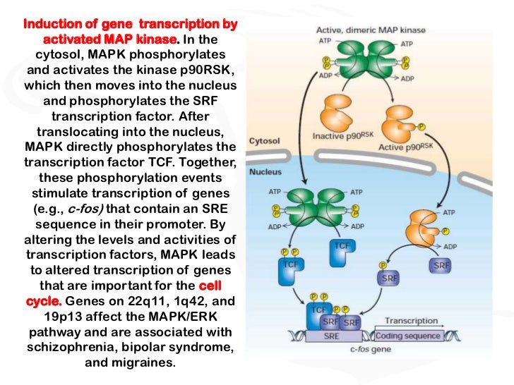 Signal Transduction Pathway Steps