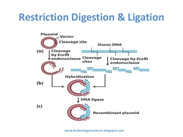Recombinant protein expression in E.coli
