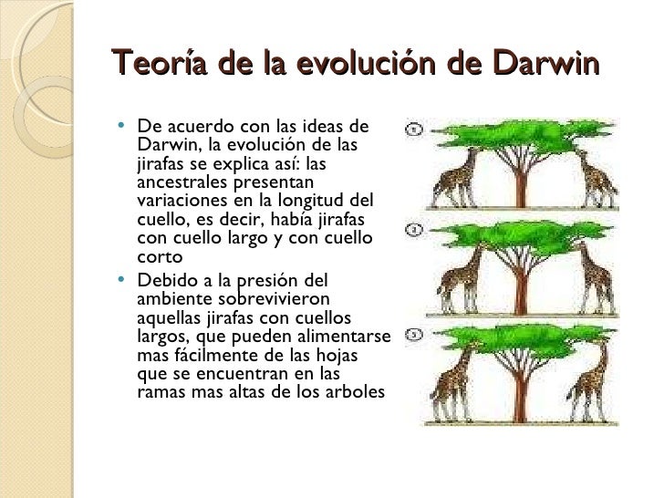 Reconocimiento de la evolución