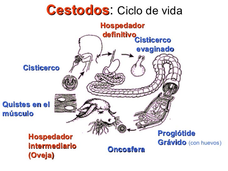 Ciclo de vida de la oveja - Imagui