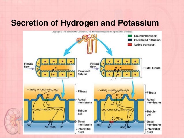 Renal physiology