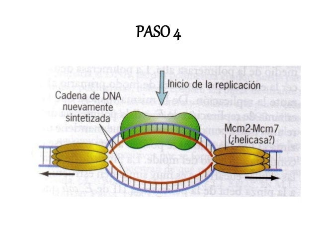 Replicacion del dna en celulas eucariotas