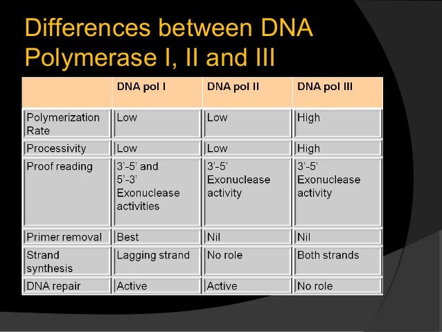 DNA Replication