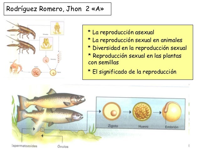 Reproduccion de los animales - Imagui