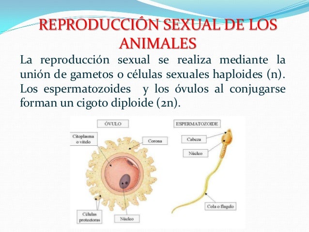 Reproduccion Sexual En Seres Vivos Segunda Clase 4 B