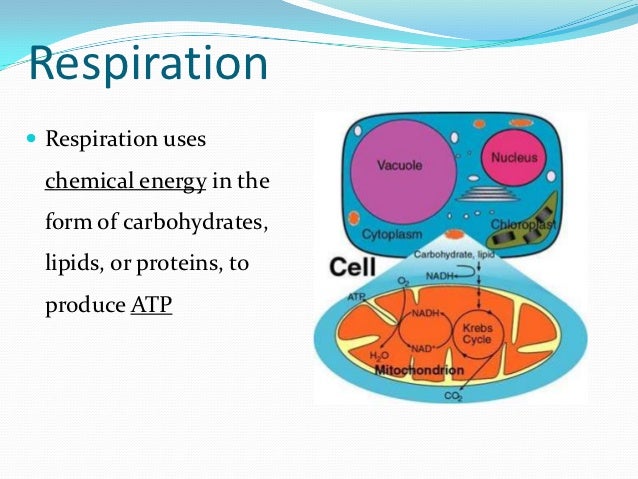 Cellular Respiration cellular-respiration