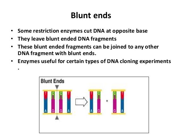 Restriction enzymes Restriction enzymes
