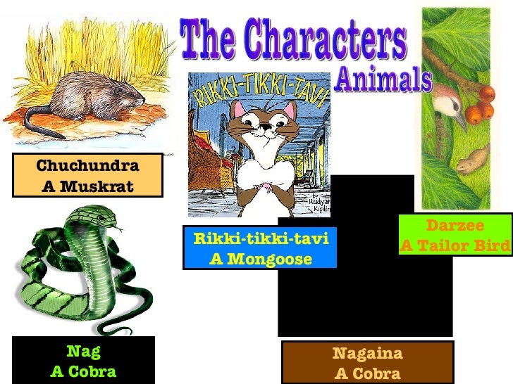 Rikki Tikki Tavi Karait