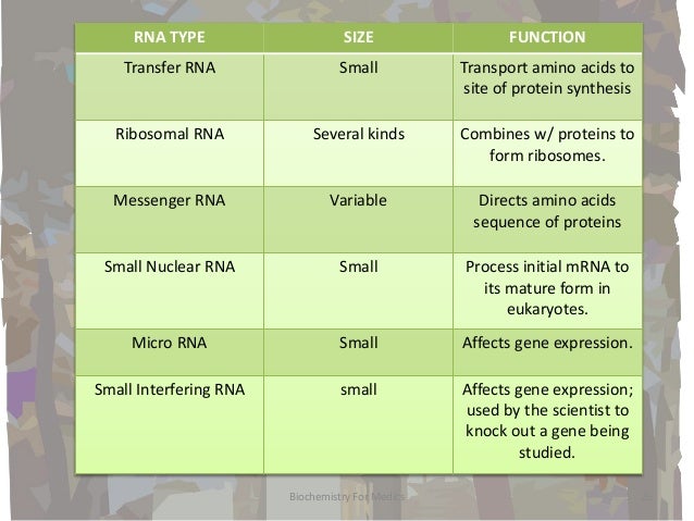Rna Structures Types And Functions