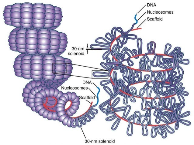 Role of Histone in DNA packaging