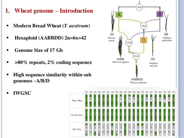 The Wheat Genome