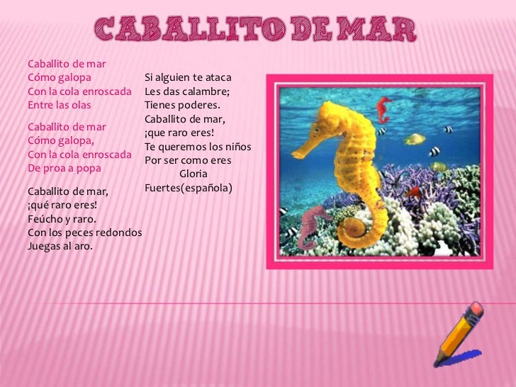 Caballitos de mar explicacion para niños - Imagui