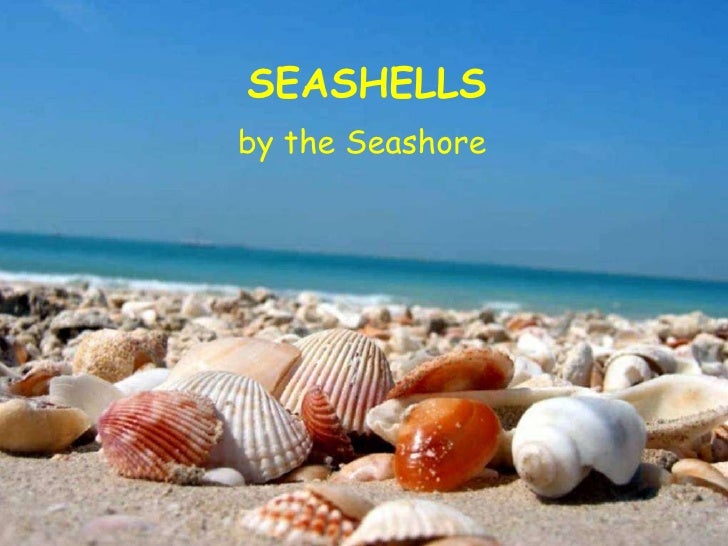 SEASHELLS by the Seashore