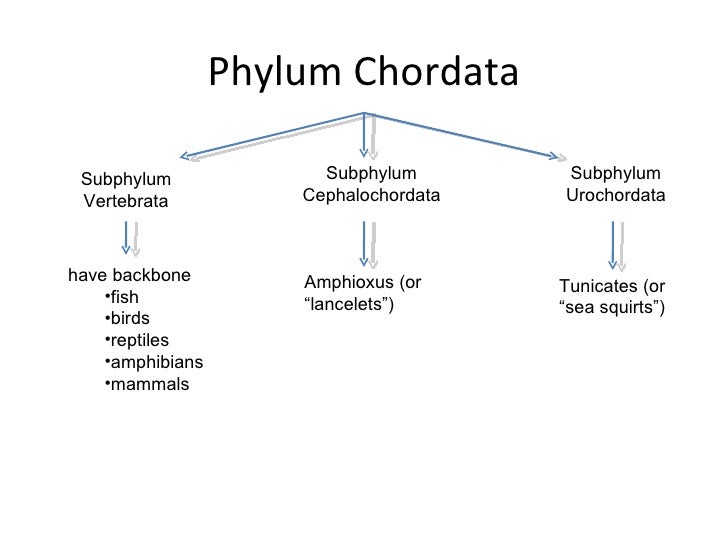 Phylum Chordata Characteristics