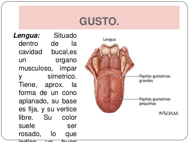 El sentido del gusto y sus partes - Imagui
