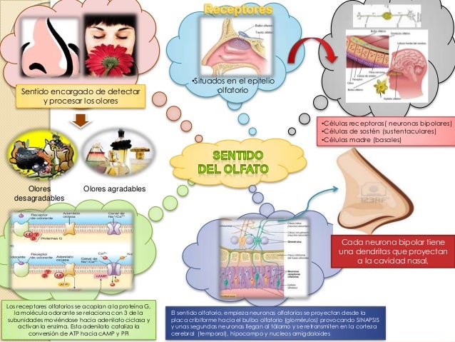 Sentido del olfato