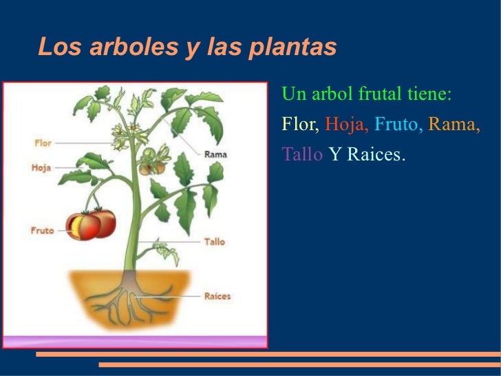 Que es el arbol y sus partes - Imagui