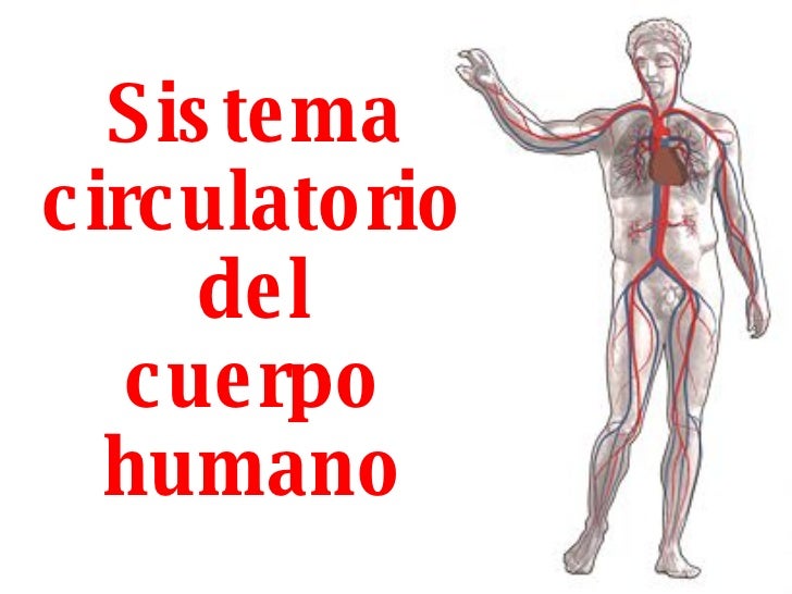 Sistema circulatorio humano - Imagui