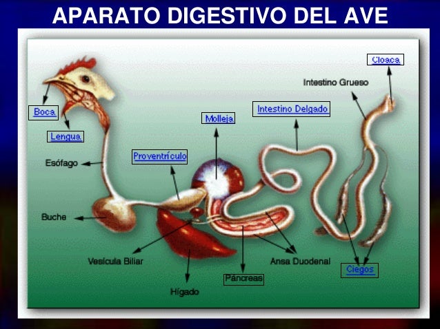 Aparato digestivo de una ave - Imagui