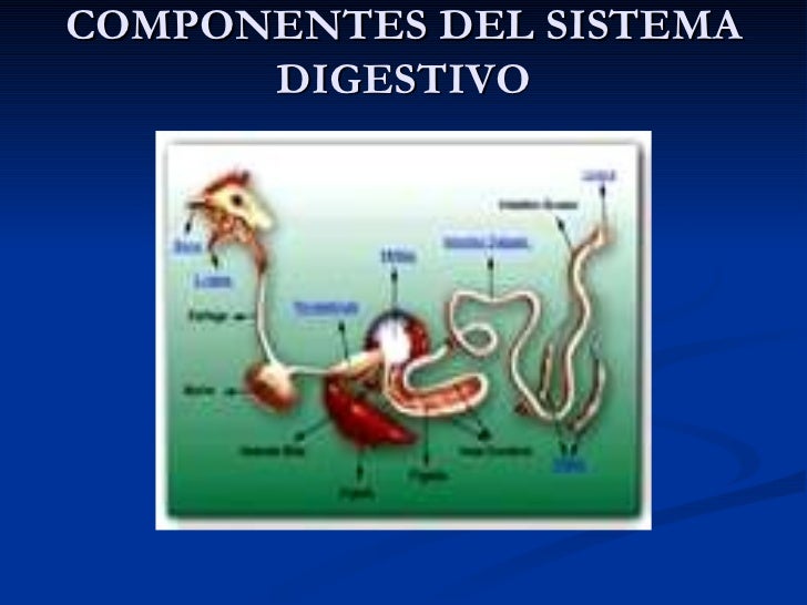 Imagenes del sistema digestivo de un ave y su explicación - Imagui