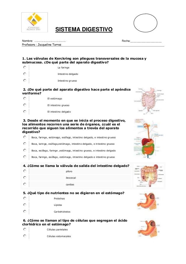 Sistema digestivo ficha de aplicación