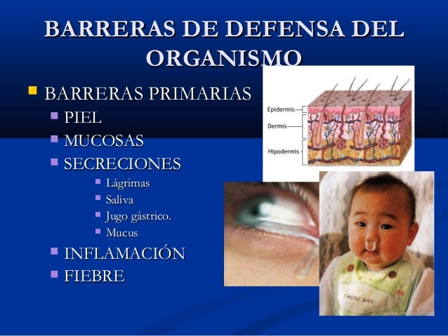 Sistema inmunológico