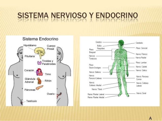 Sistema nervioso y endocrino terminado 1