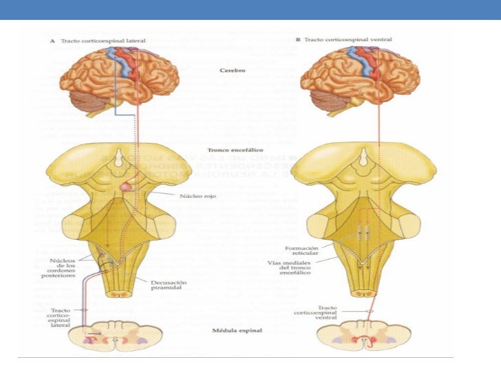 Sistema piramidal y extrapiramidal