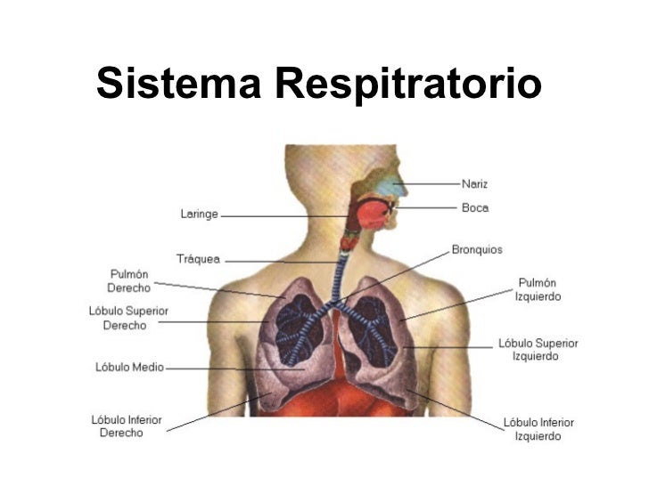 El Sistema Respiratorio Principales Caractersticas