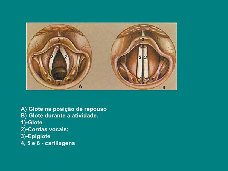 Sistema respiratório 1