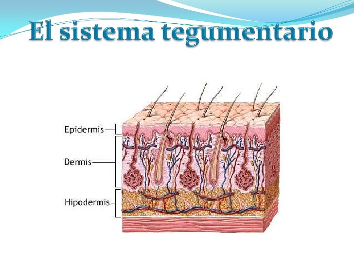 Sistema Tegumentario Mind Map Images
