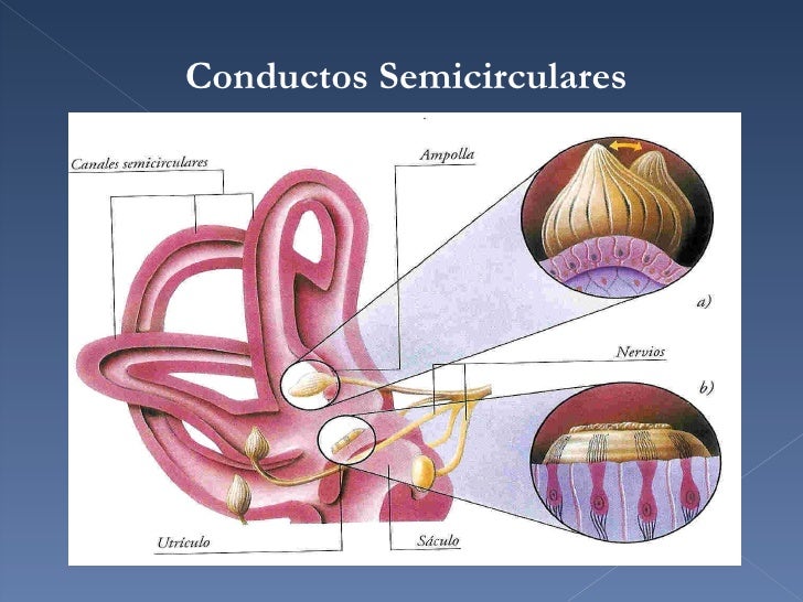 Sistema Vestibular