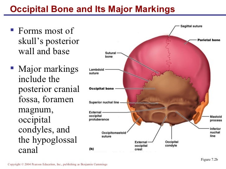Skeletal anatomy part 1