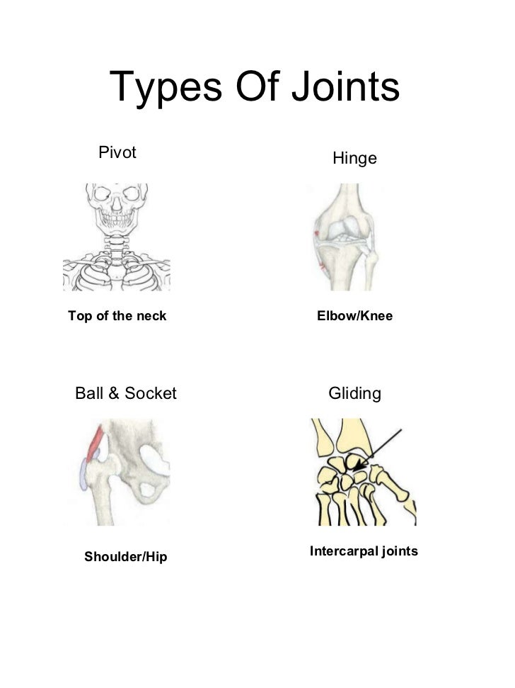 Skeletal System Skeletal System
