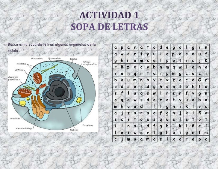 Sopa de letras célula