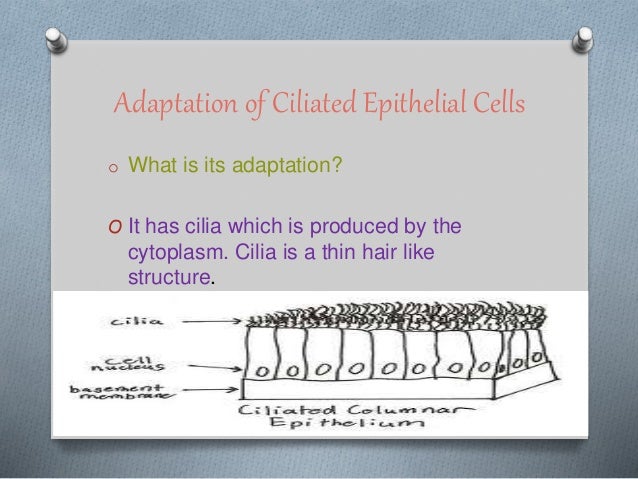 Specialized Cells, Biology