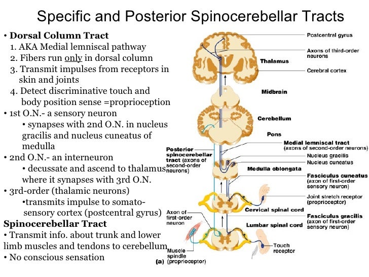 Spinal Cord